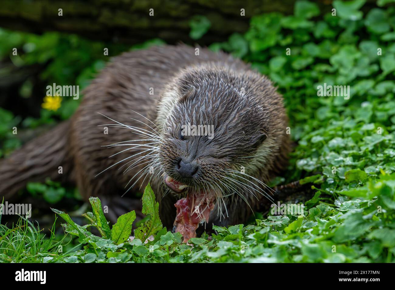 Eurasian otter / European river otter (Lutra lutra) eating caught ...