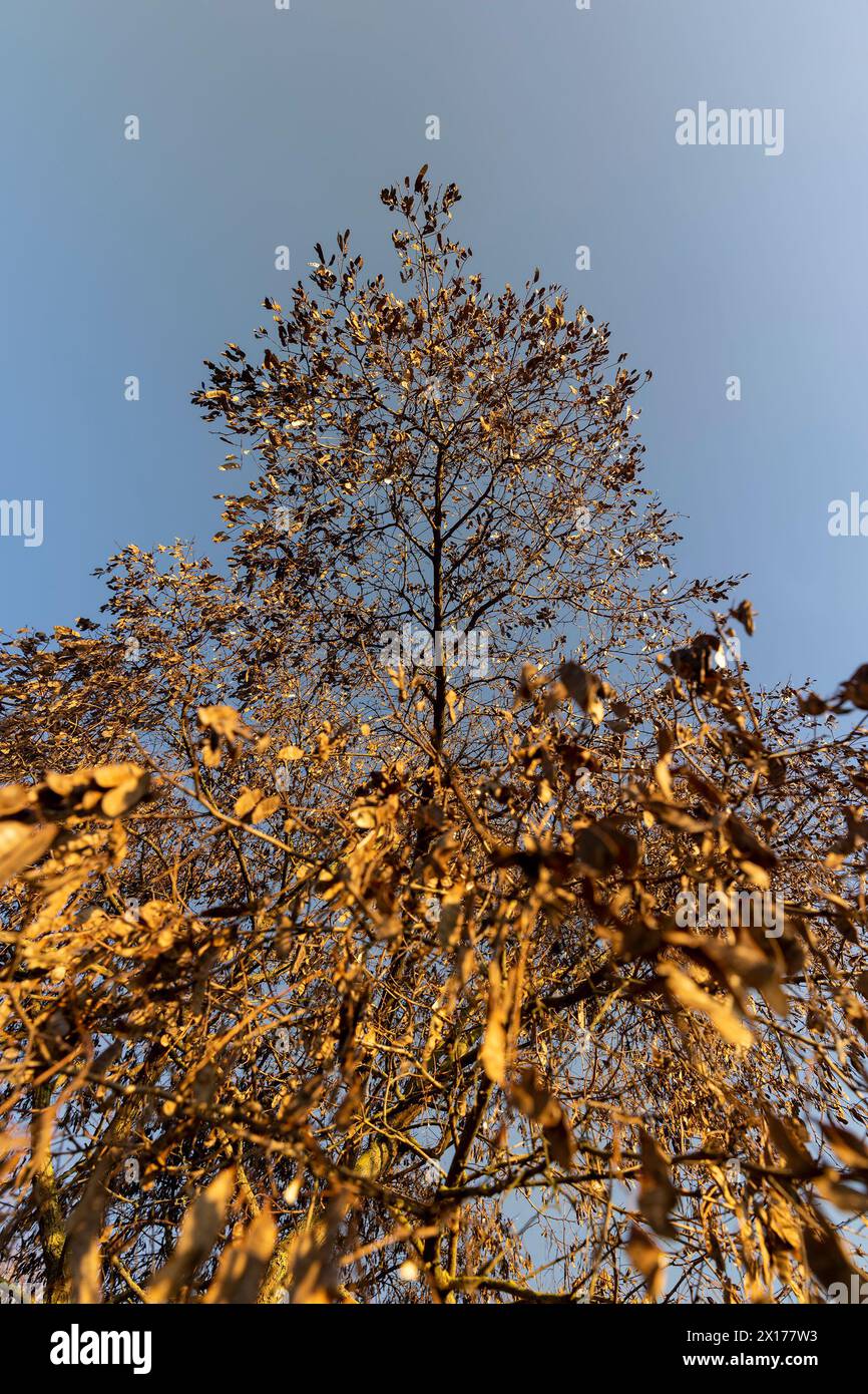 seeds hang on acacia branches in February, an acacia tree with seeds in ...