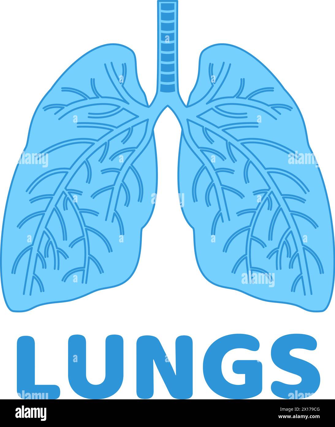 vector human lungs flat icon isolated on white background. blue color ...
