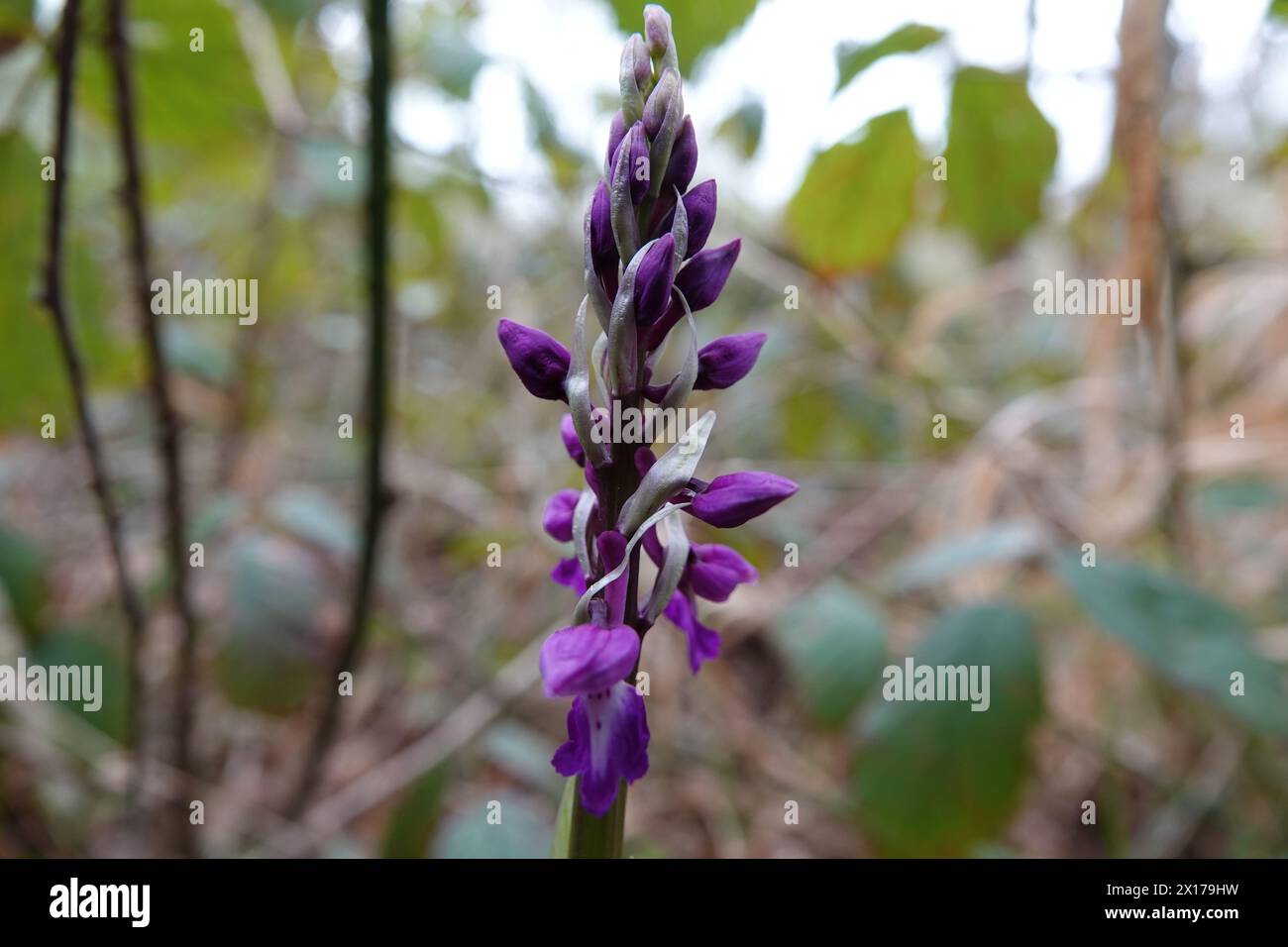 Uk landscape early spring hi-res stock photography and images - Alamy