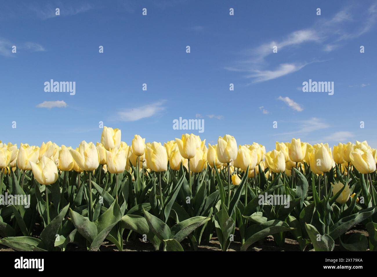a row light yellow tulips with green leaves closeup in a bulb field in ...