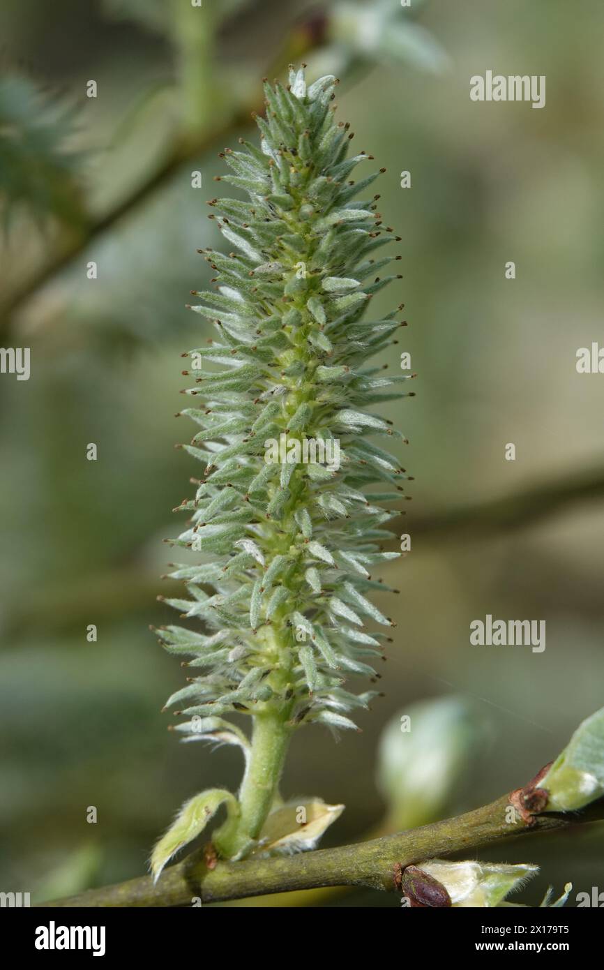Willow pollination hi-res stock photography and images - Alamy