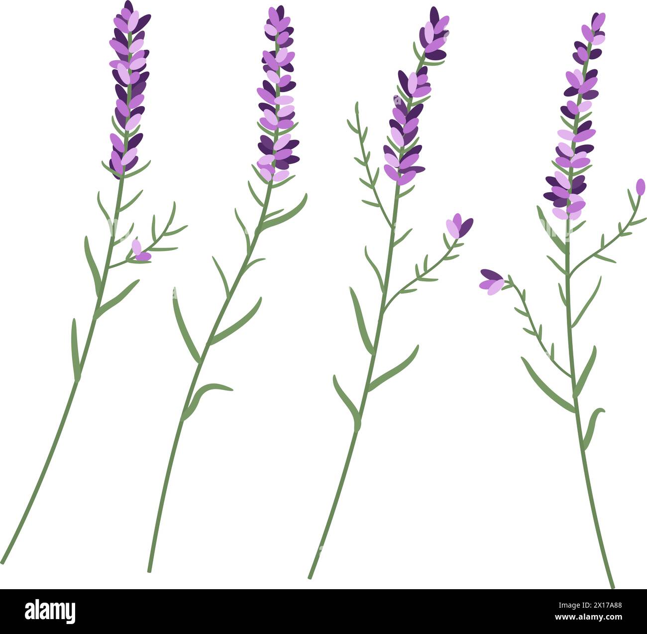 vector lavender flower set. flowers of lavender. lavender plants for ...