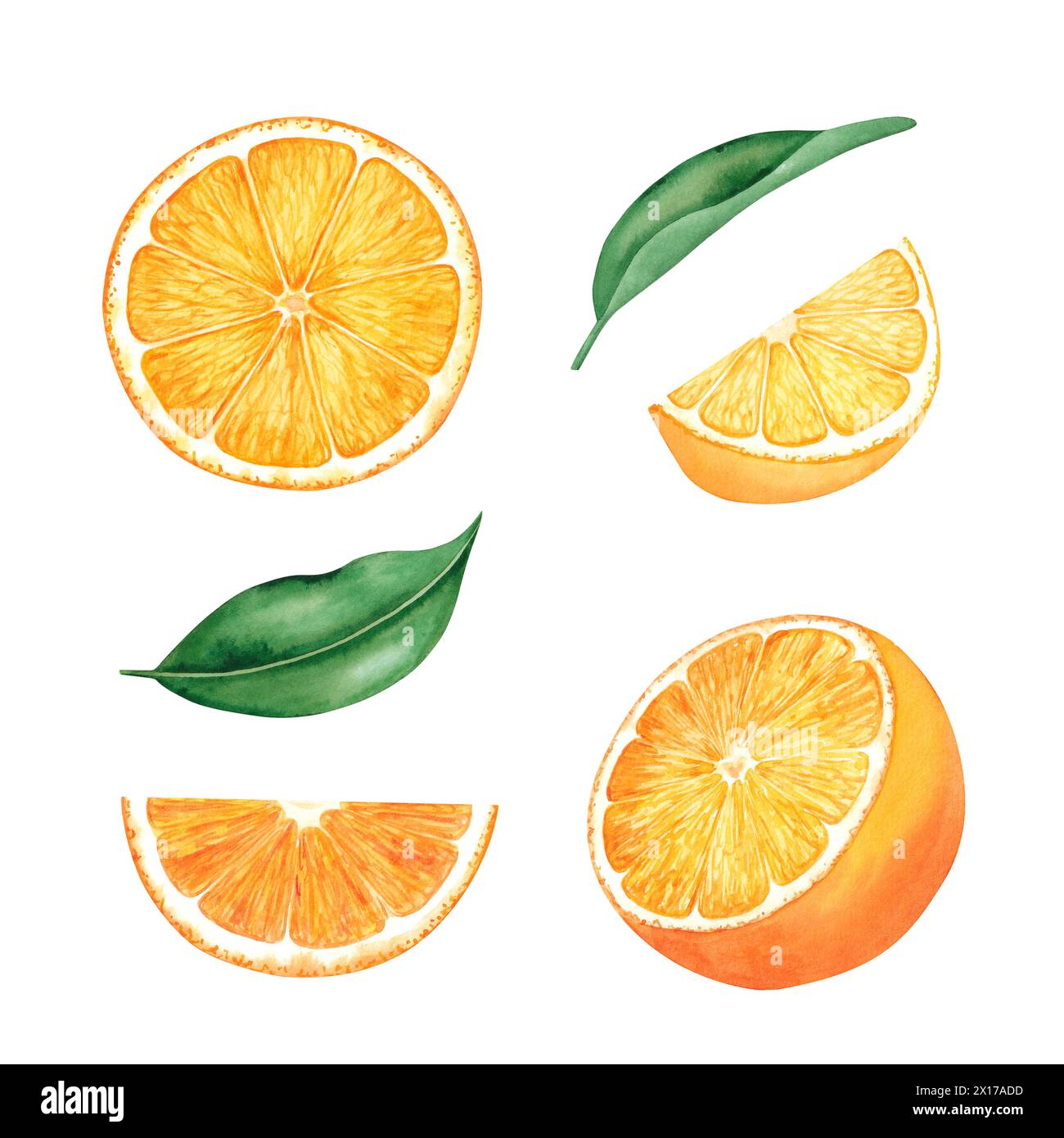 Set of parts of orange fruit and leaves. Watercolor hand drawn ...