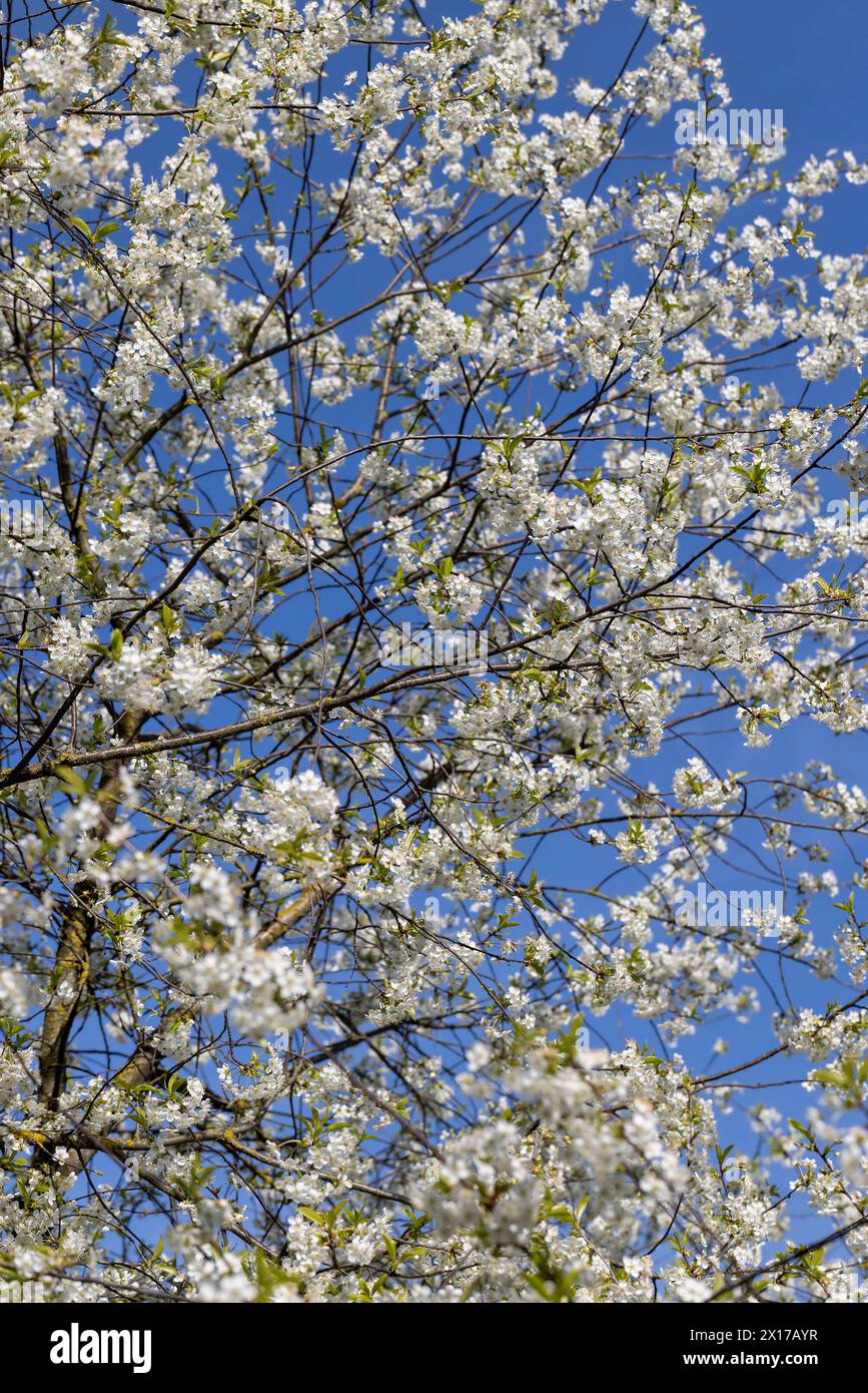 cherry blossoms in spring in sunny weather, cherry blossoms in the ...