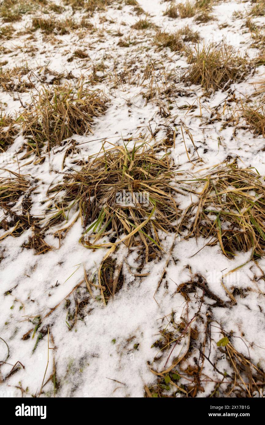 old dry yellow grass under snow in winter, a field with dry grass and ...