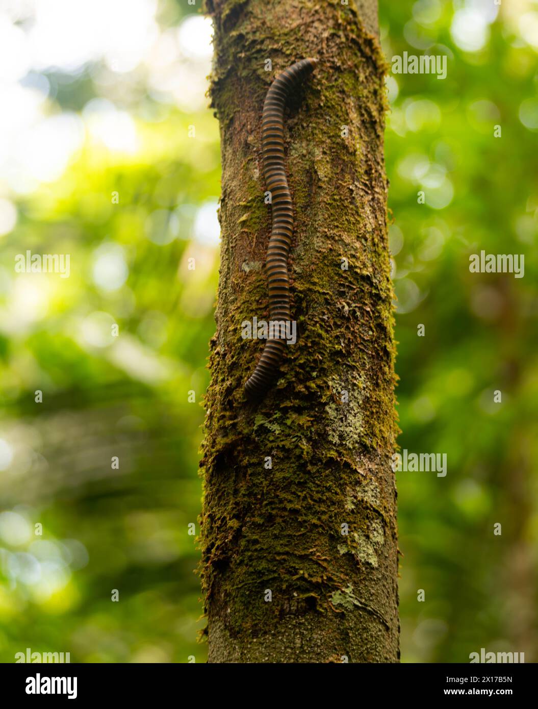 Amazon rainforest insect hi-res stock photography and images - Alamy