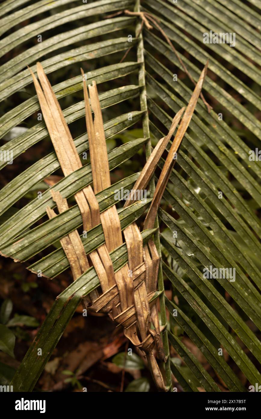 Palm leaf woven in forest Stock Photo - Alamy