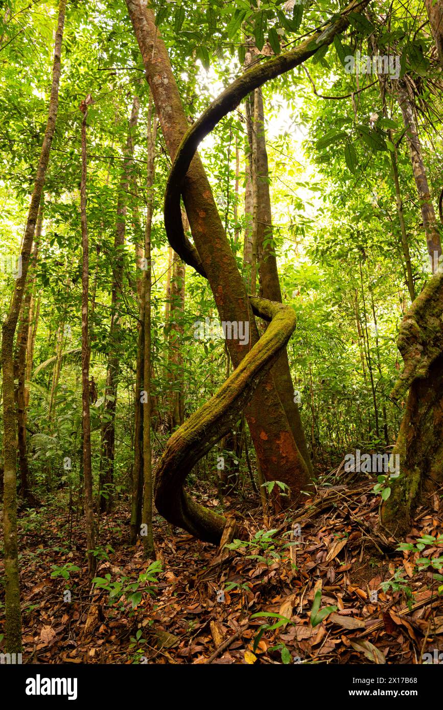 Liana wrapping around a tree Stock Photo - Alamy