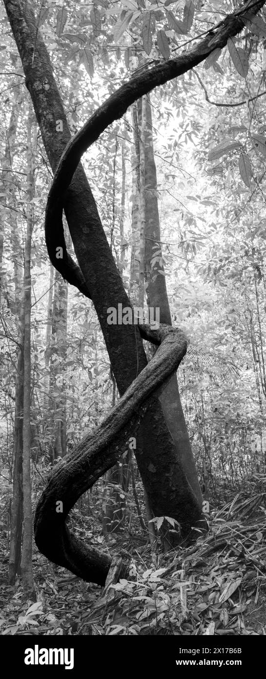 Tropical high tree in Black and White Stock Photos & Images - Alamy