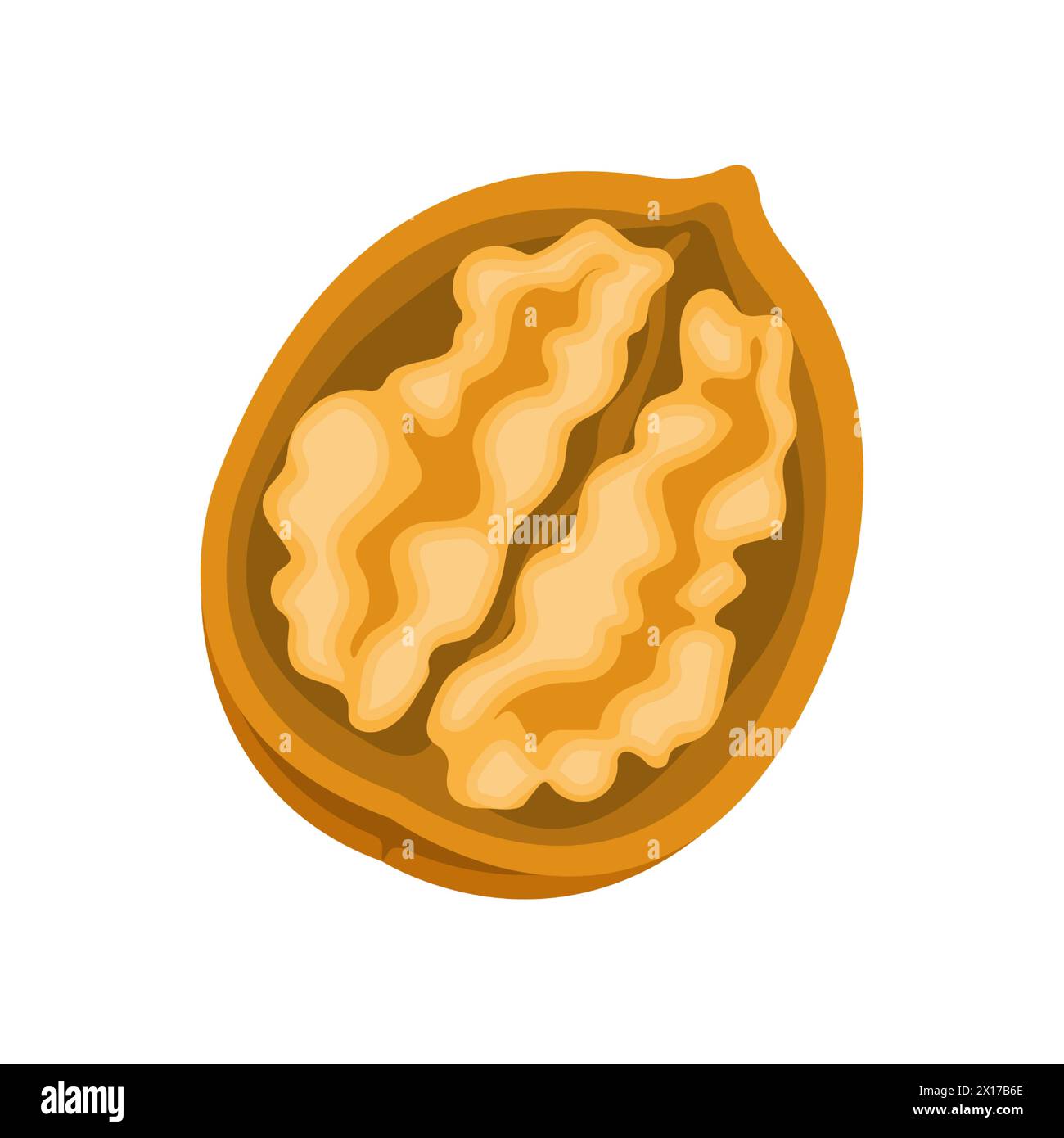 Nature food nuts opened walnut cartoon vector isolated illustration ...