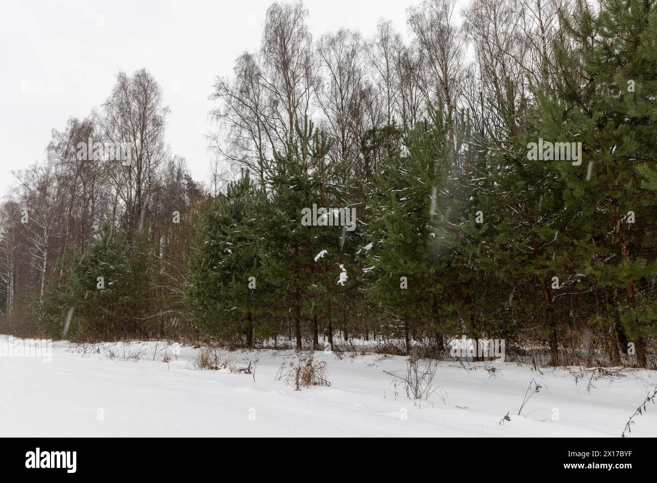 trees in winter during a snowfall, falling snow during a winter ...