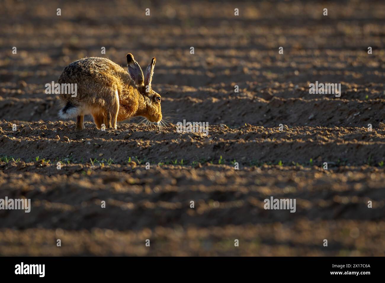 Hare in field hi-res stock photography and images - Alamy
