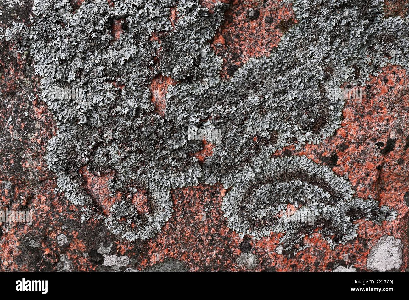 lichen pattern on granite rock in the forest Stock Photo - Alamy