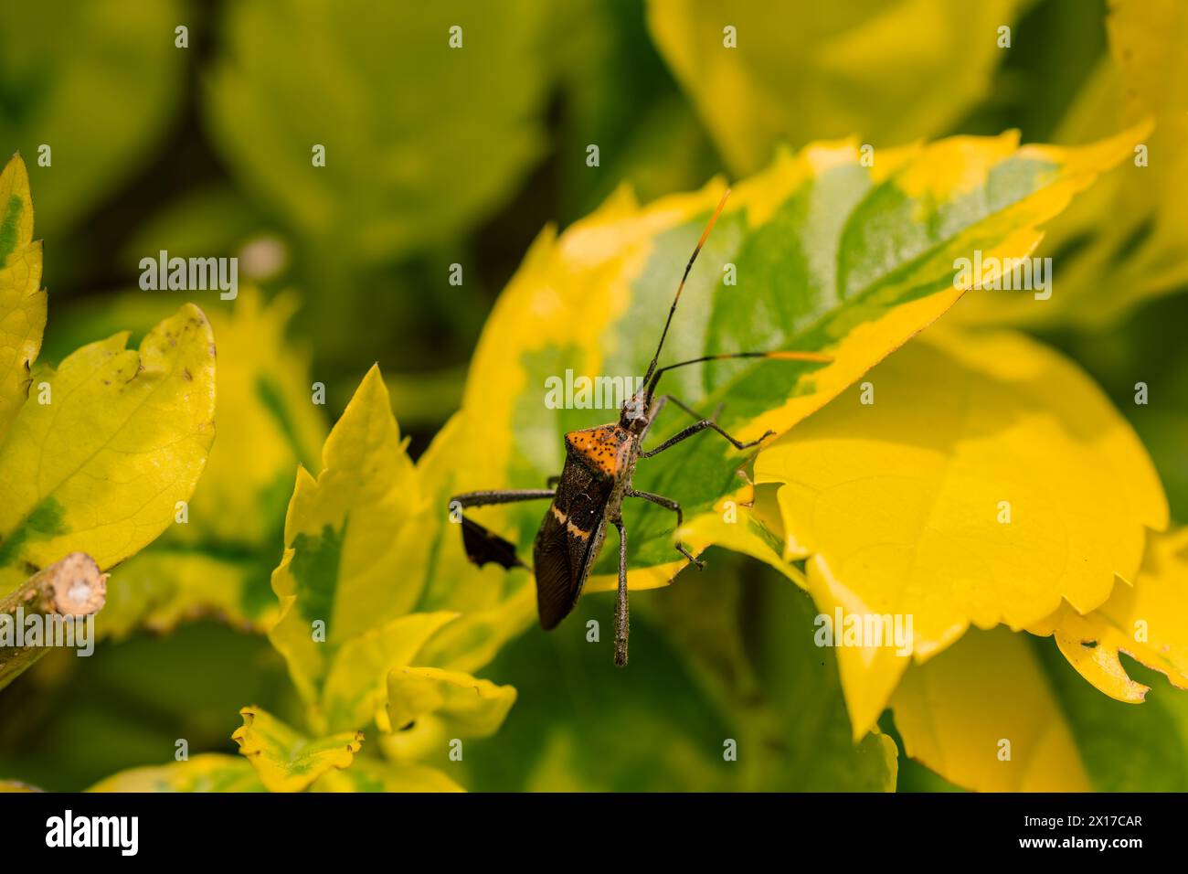 A Leaf-footed Bug navigating through vibrant yellow leaves, in sharp ...