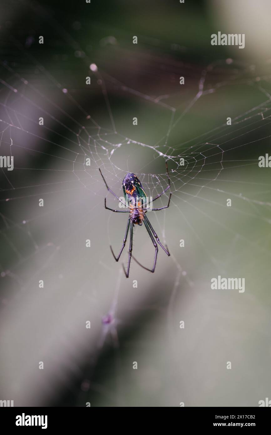 A colorful spider at the center of its web, surrounded by lush green ...