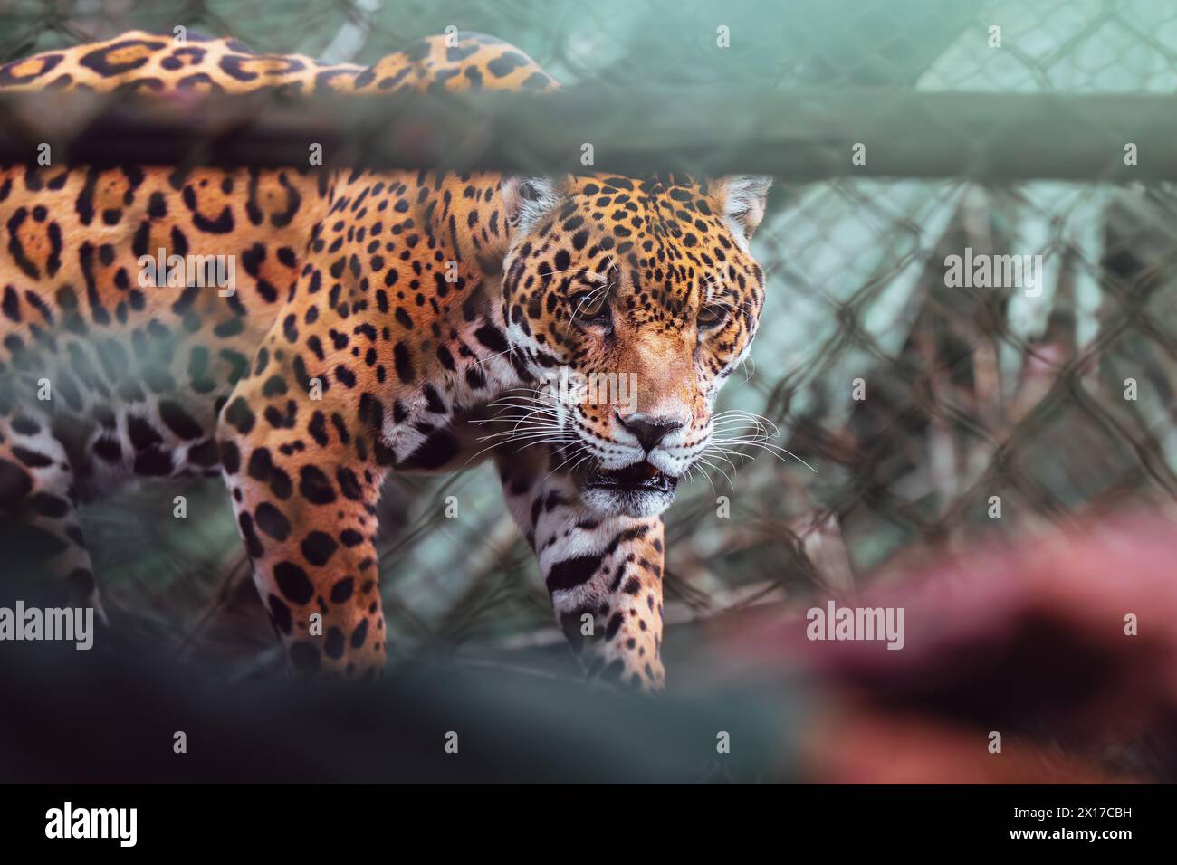 Captive jaguar pacing behind the mesh of its enclosure at a zoo Stock ...