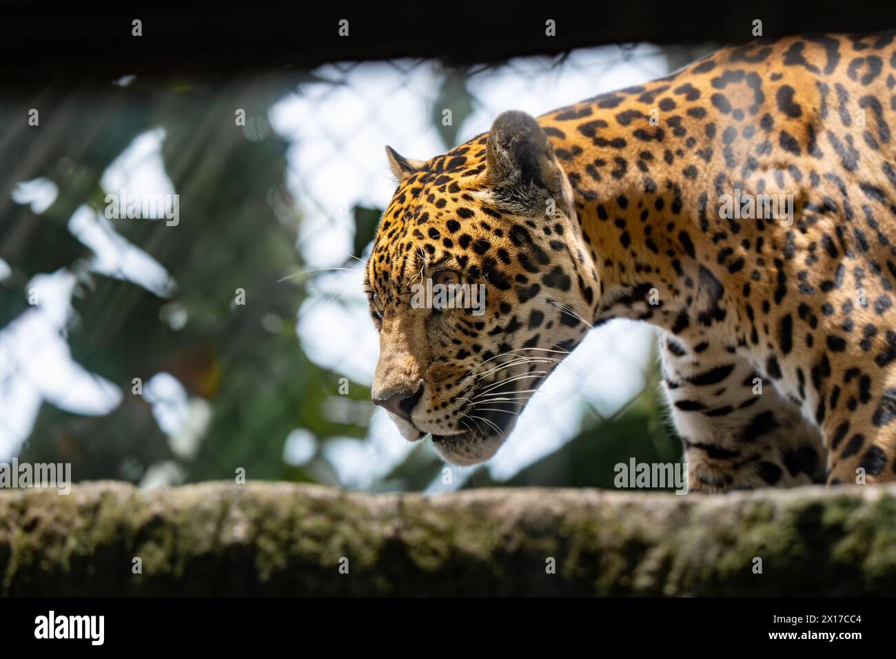 A majestic jaguar perched within its enclosure, surrounded by tropical ...
