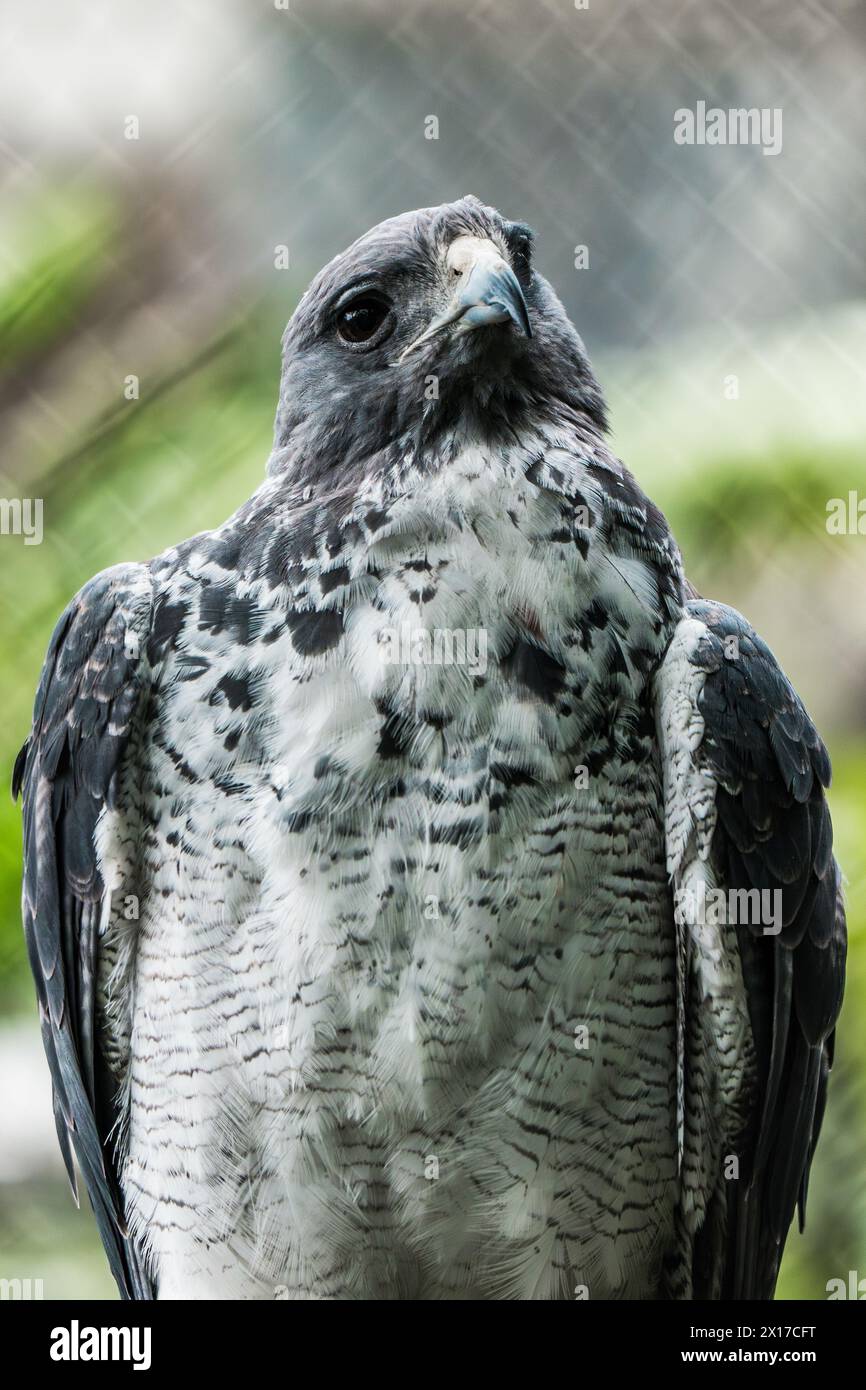 Close-up view of a grey hawk's intense gaze in a captive setting Stock ...