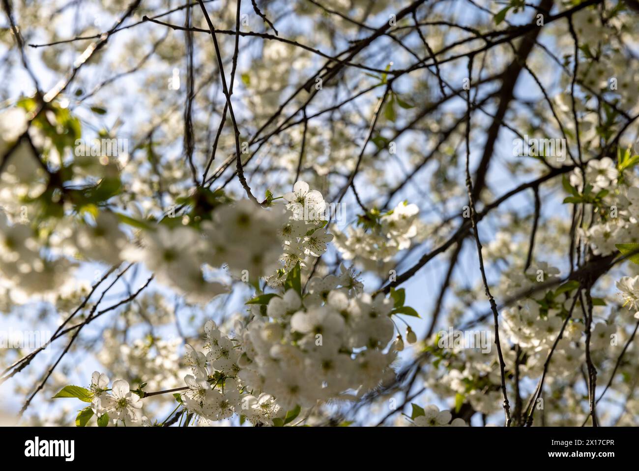 cherry blossom tree in spring, spring garden with cherry blossoms in ...