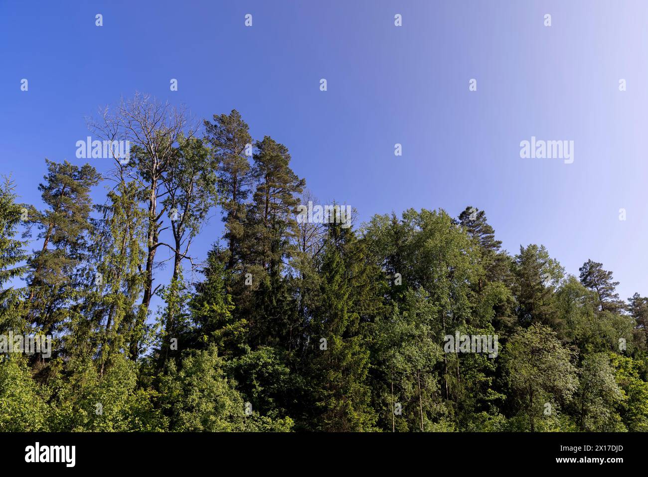 deciduous trees in spring in sunny windy weather, beautiful young ...
