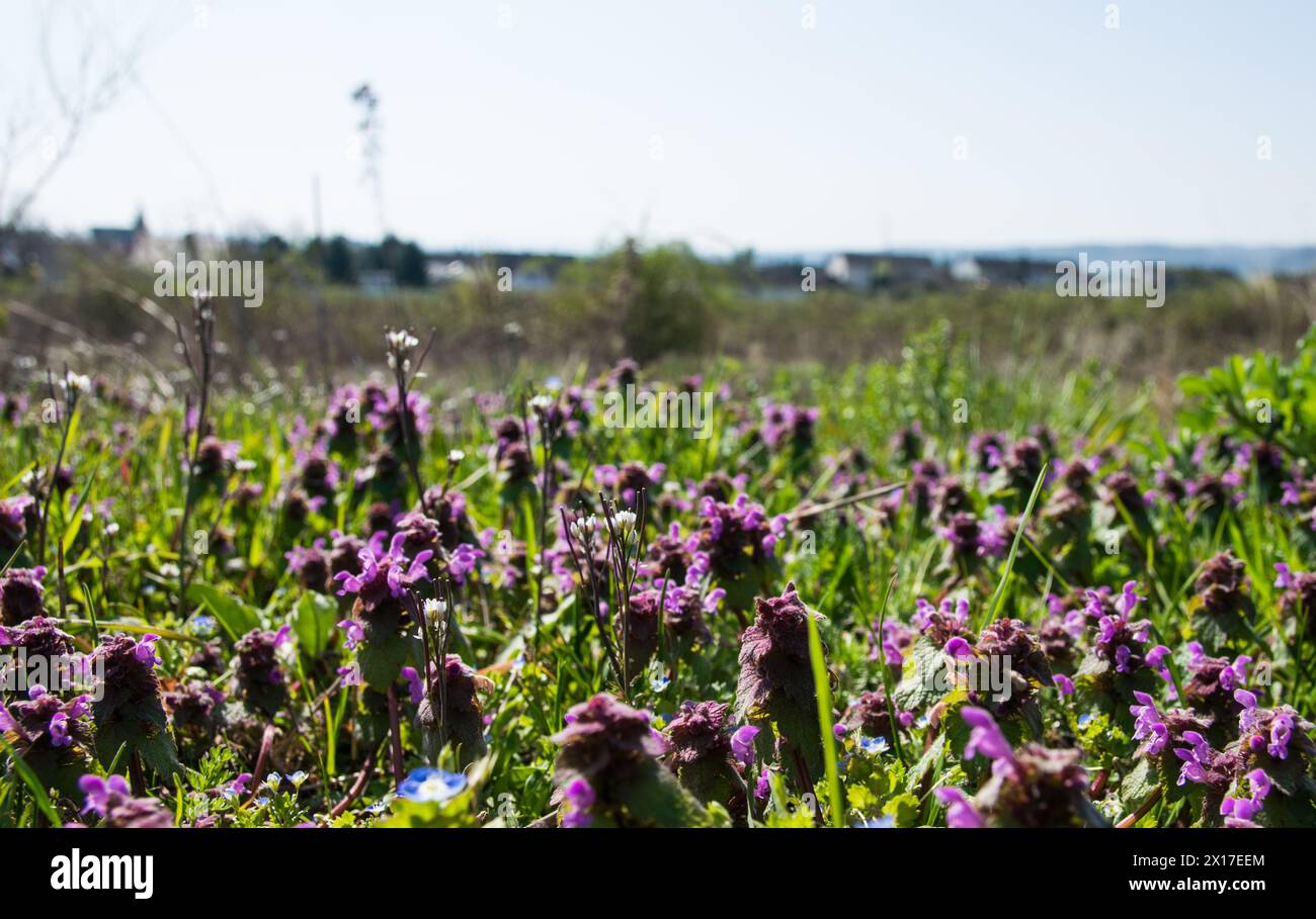 Spring violet and blue flowers on sunny day in green field. Nature ...