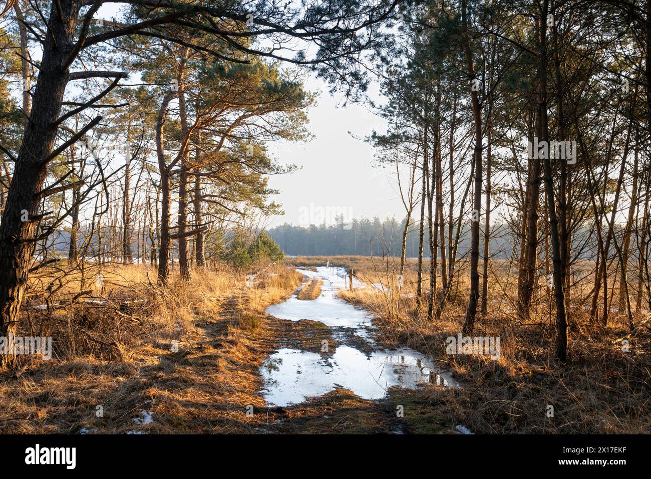 Winter landscape with snow at nature reserve "Heihorsten" in the ...