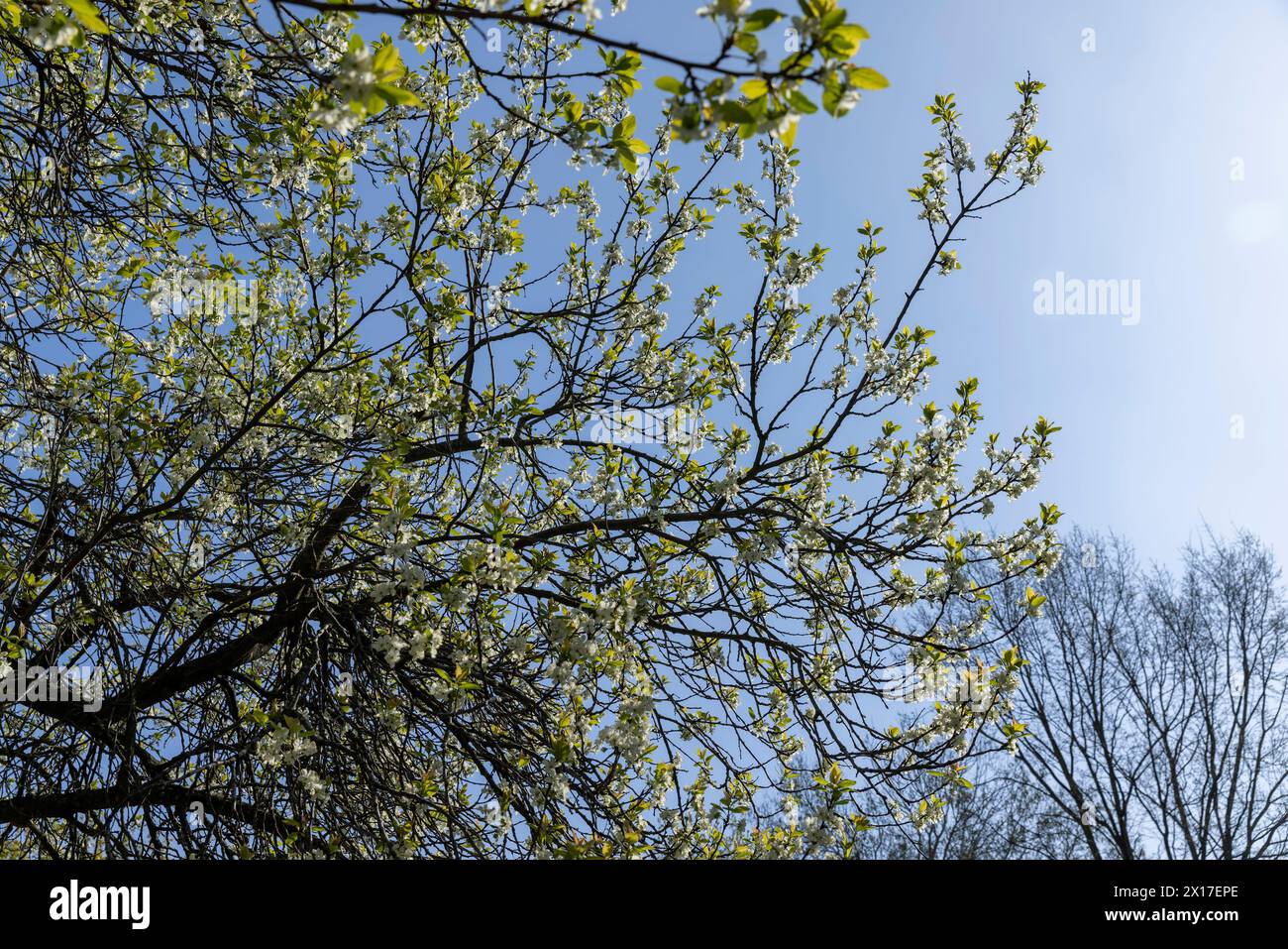 cherry blossom tree in spring, spring garden with cherry blossoms in ...