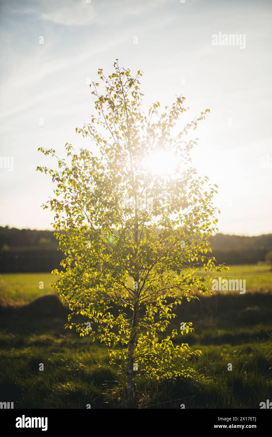 Young birch betula tree hi-res stock photography and images - Alamy
