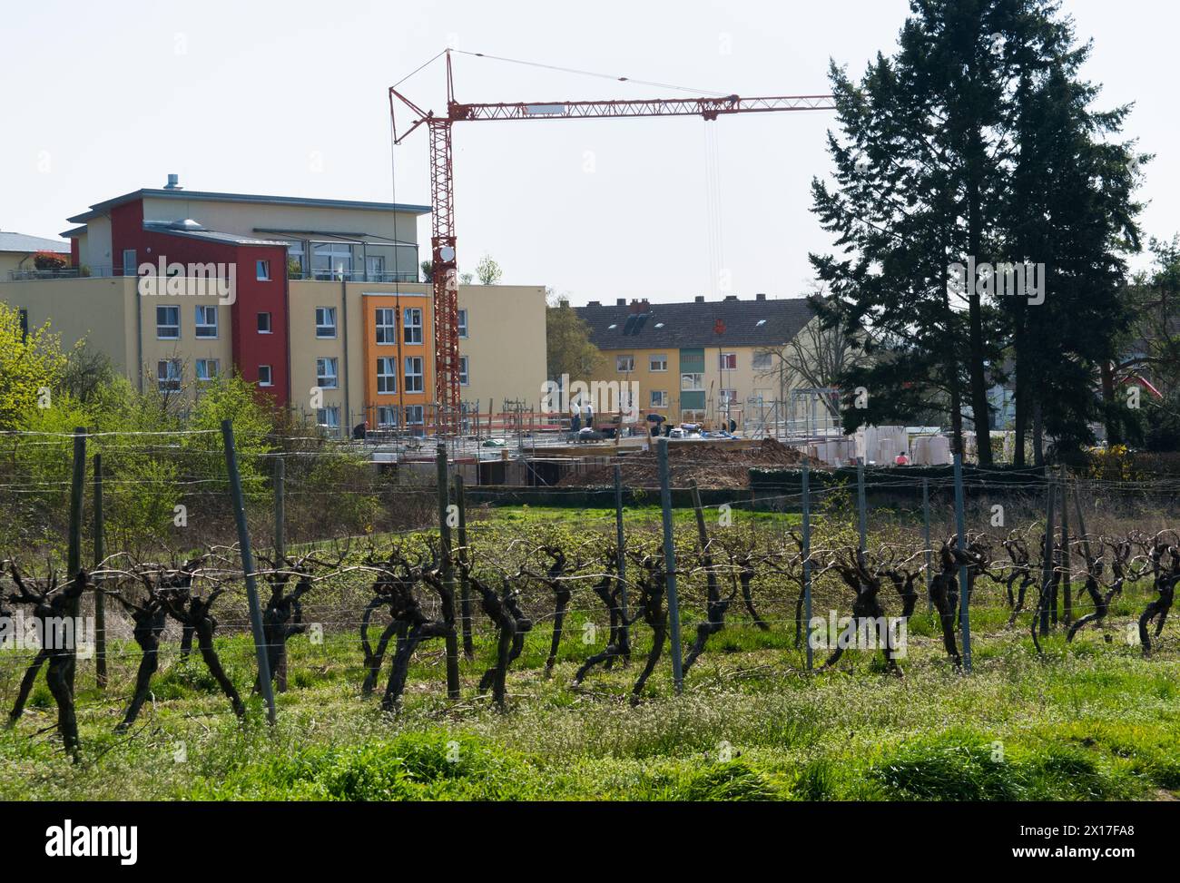 Landscape of vineyard with empty grapes trees, house and building with ...