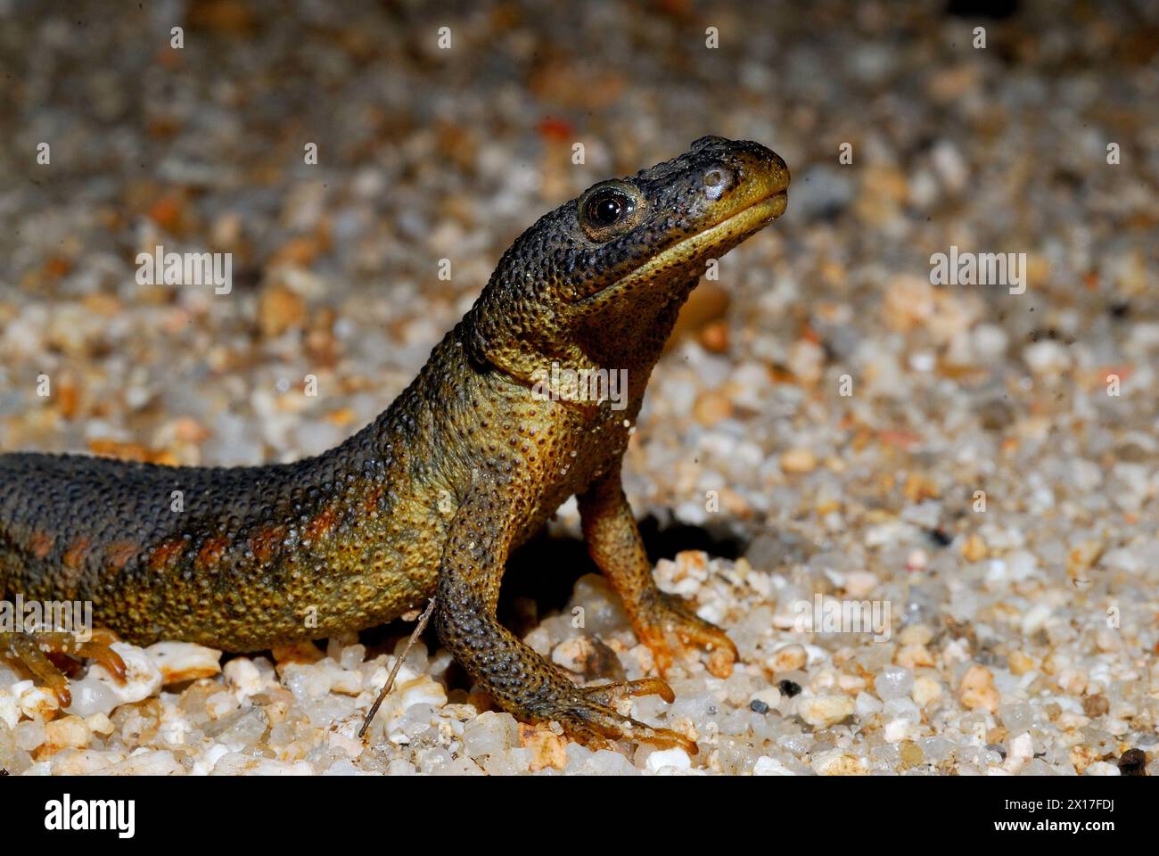 Iberian ribbed newt (Pleurodeles waltl) close to a pond in Valdemanco ...