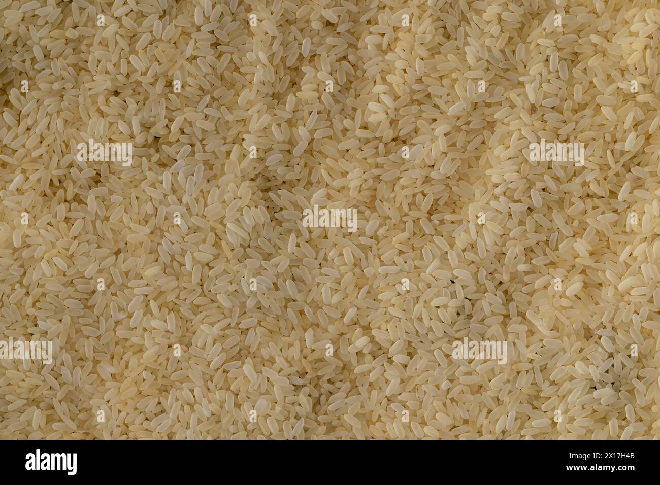 Rice plant care hi-res stock photography and images - Alamy
