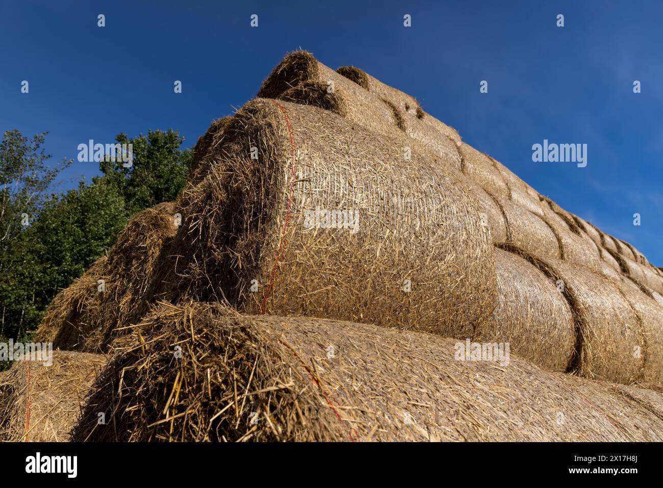 wheat straw collected in stacks after grain harvest, yellow straw from ...