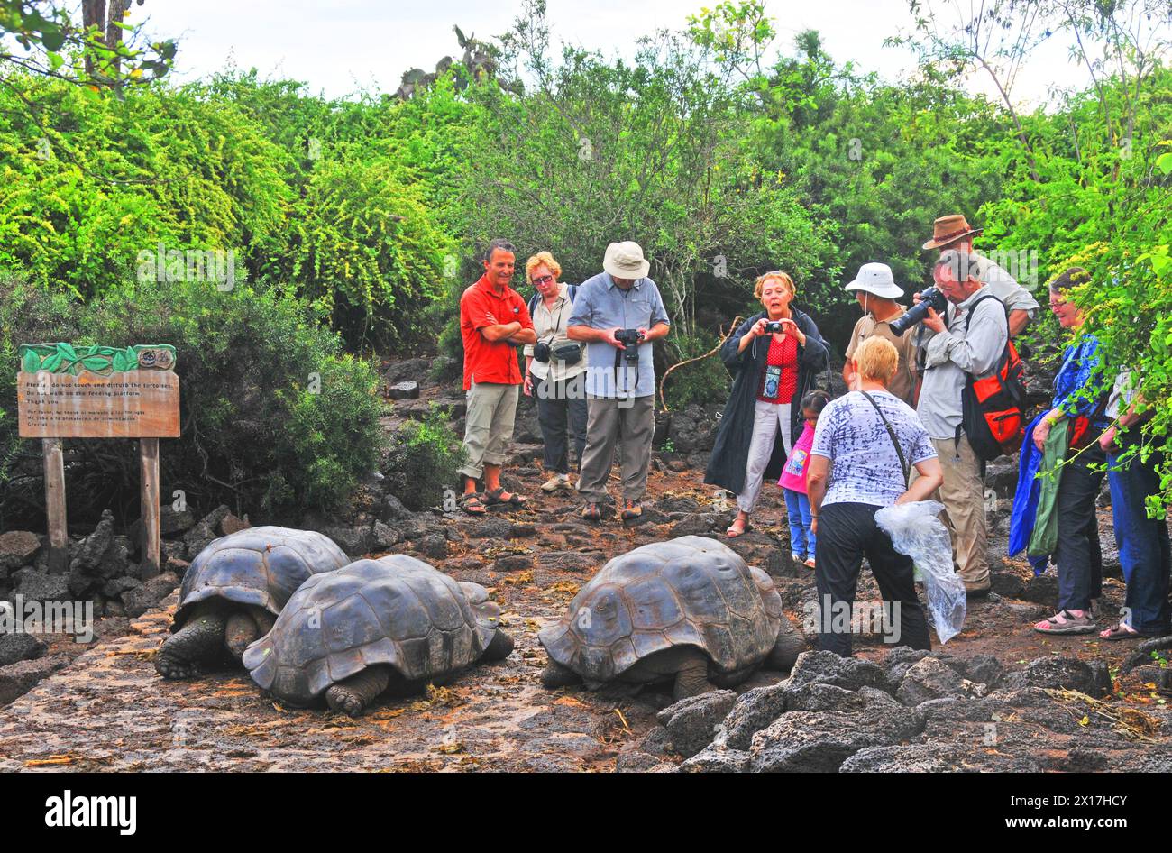 tourists and tortoises in park of Charles Darwin foundation, Puerto ...