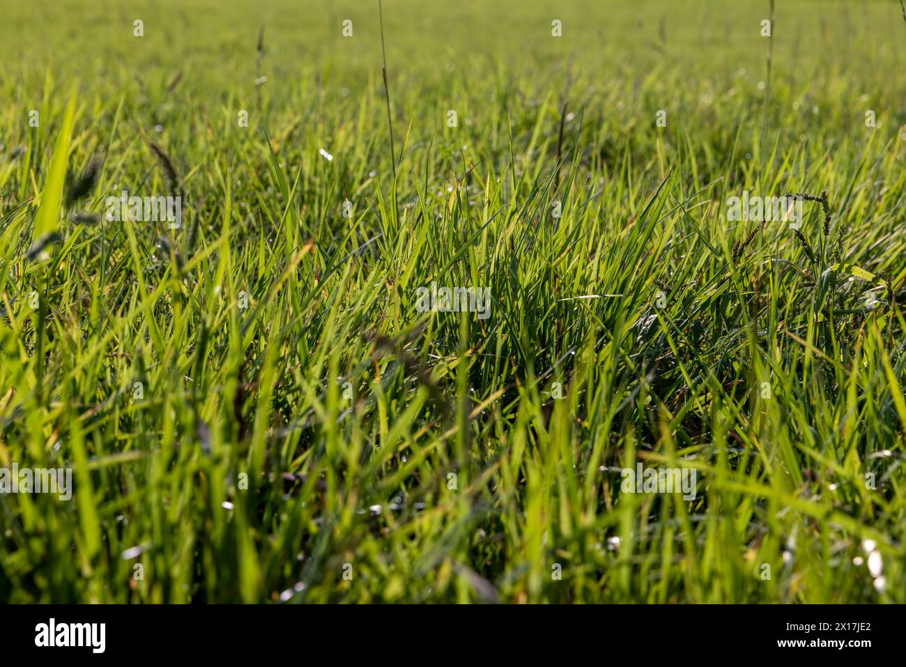 An agricultural field where green grass is grown for harvesting hay, a ...