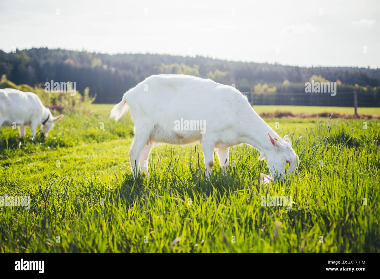 Saanen goats hi-res stock photography and images - Alamy