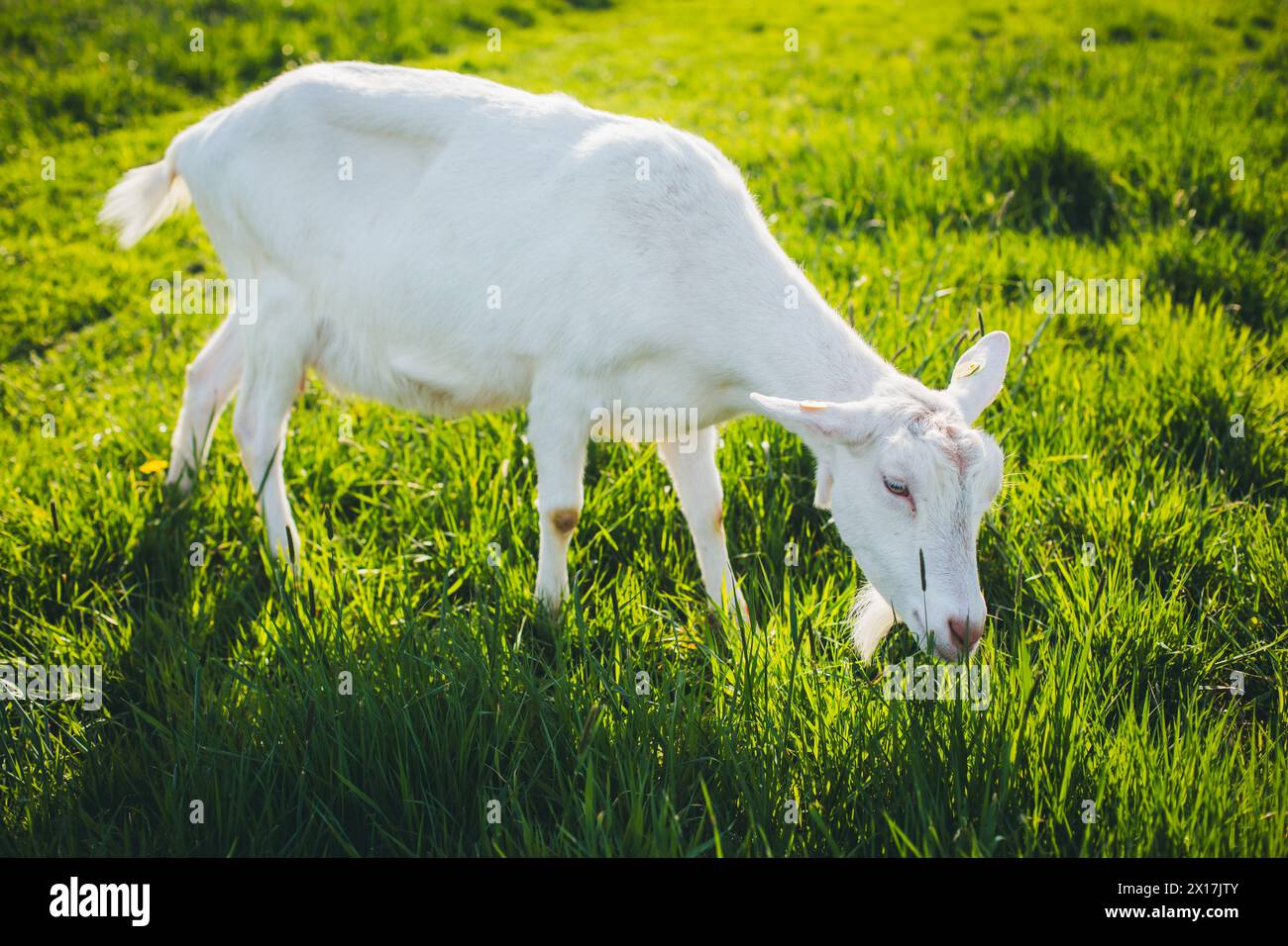 Capra saanen hi-res stock photography and images - Alamy
