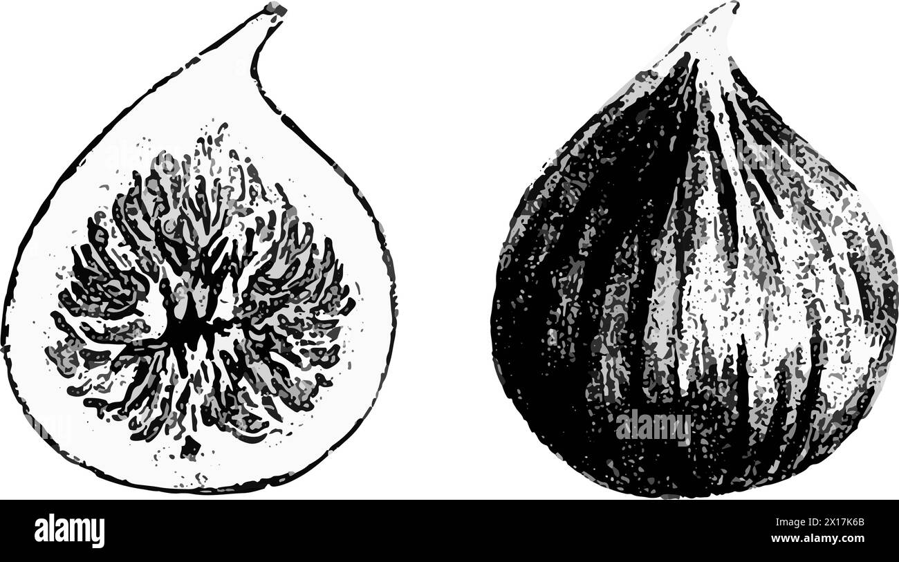 Whole and half fig fruit.Vector illustration.Botanical drawing of the ...