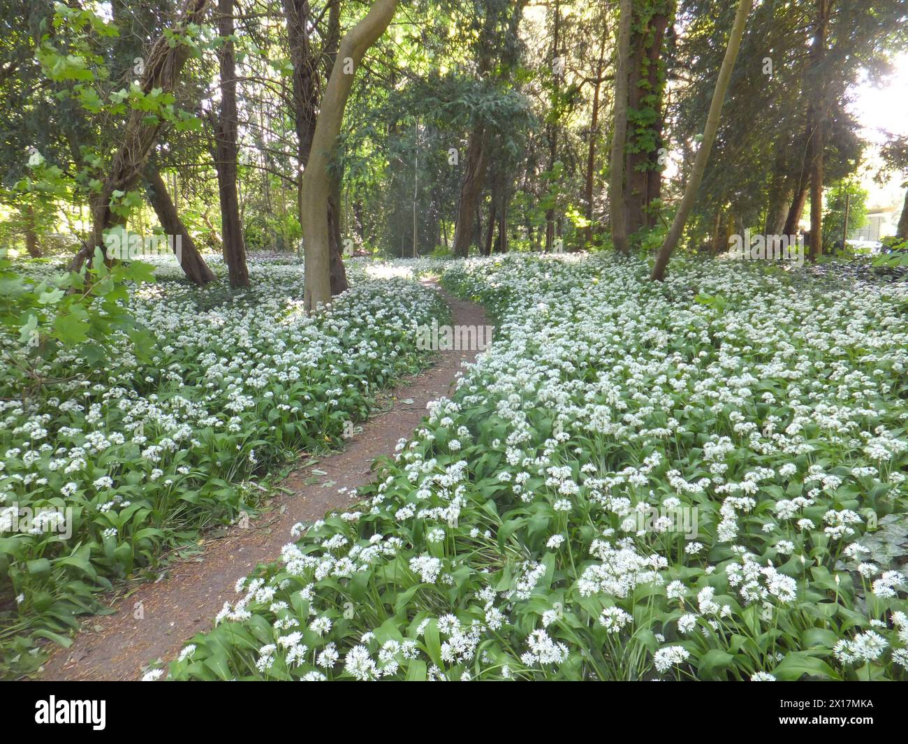Ransoms,(Allium ursinum),also known as wild garlic, buckrams, broad ...