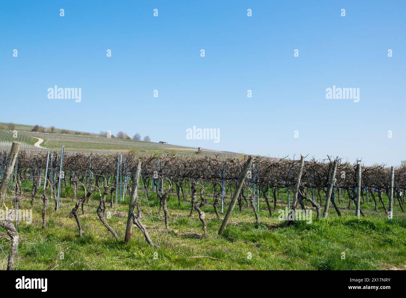 Landscape of vineyard with much empty grapes trees and green gras with ...