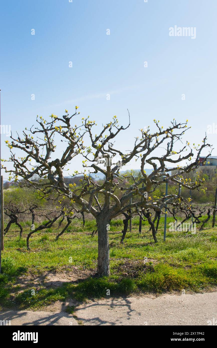 Landscape of vineyard with big tree and much empty grapes trees and ...