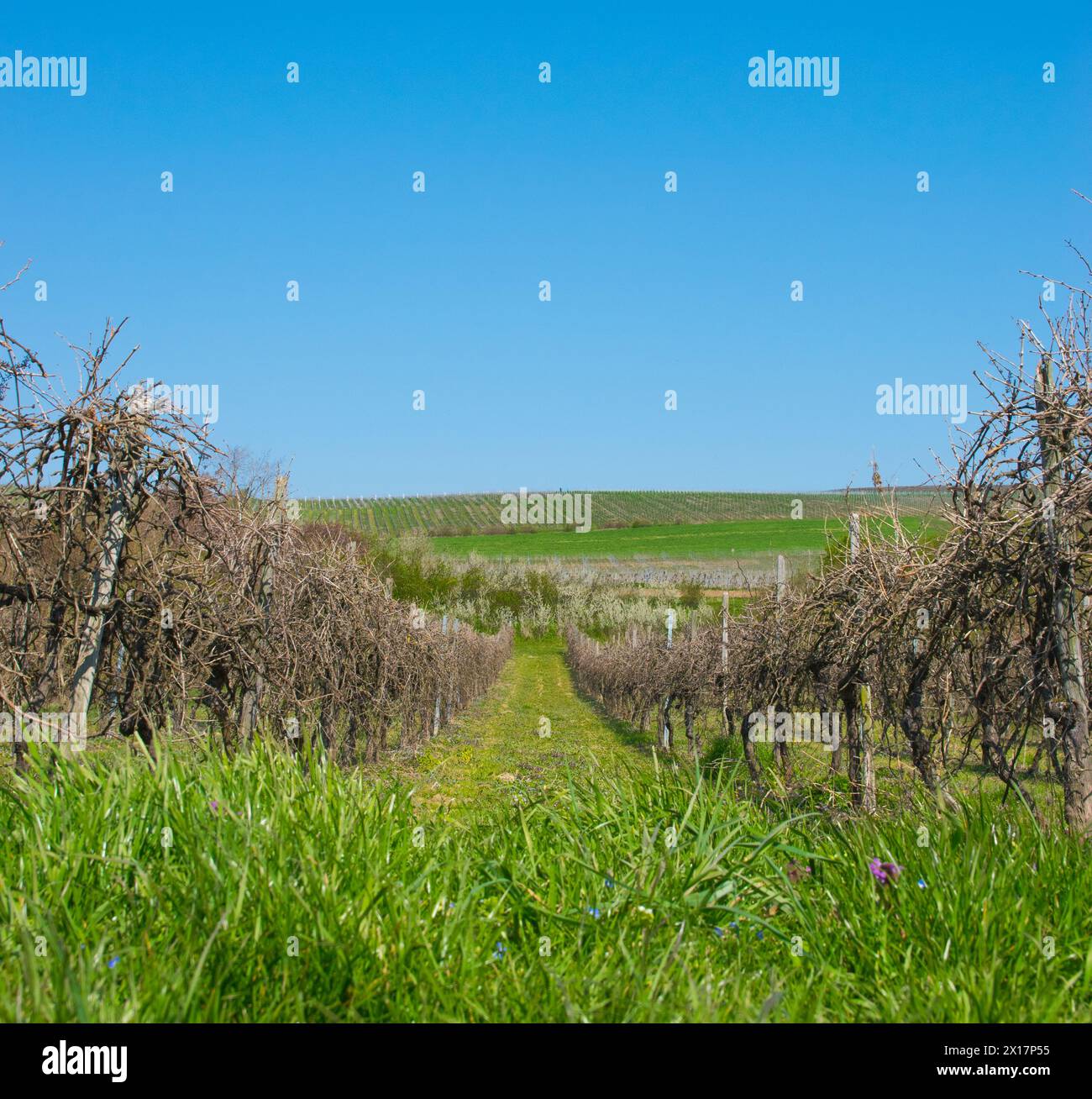Landscape of vineyard with much empty grapes trees and green gras with ...