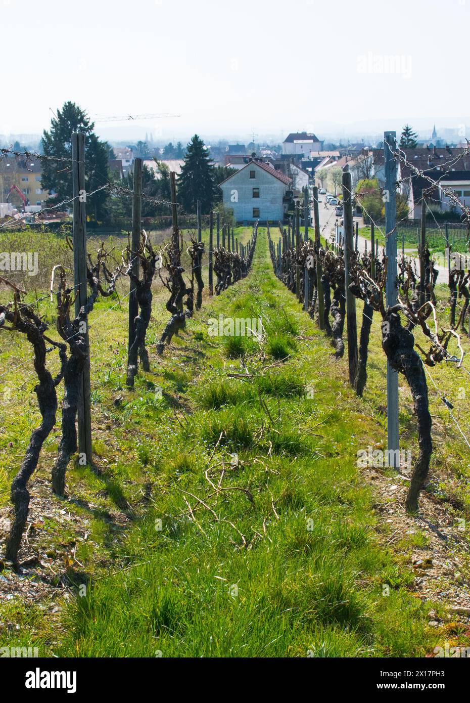 Landscape of vineyard with much empty grapes trees and green gras with ...