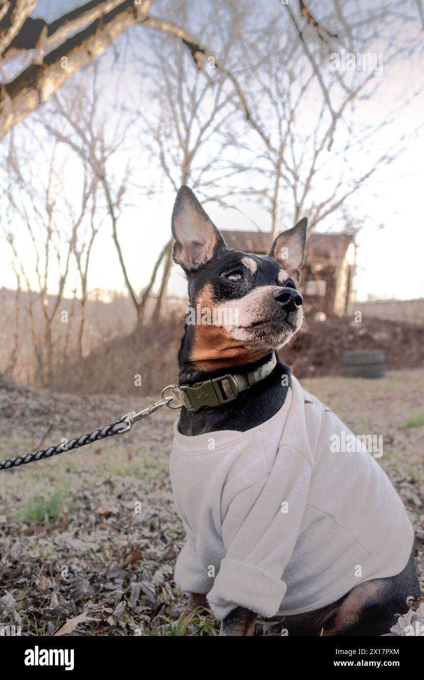 Miniature doberman pinscher hi-res stock photography and images - Alamy