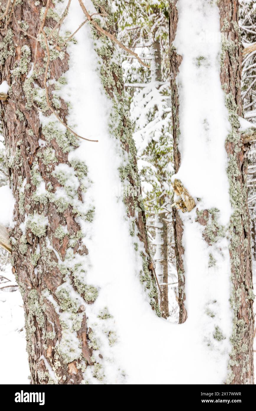 Nordic sweden hi-res stock photography and images - Alamy