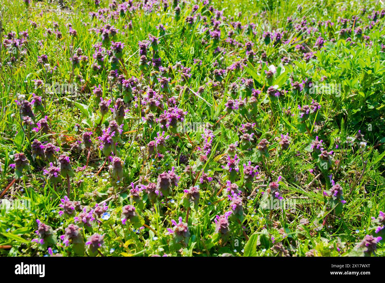 Spring violet and blue flowers on sunny day in green field. Nature ...