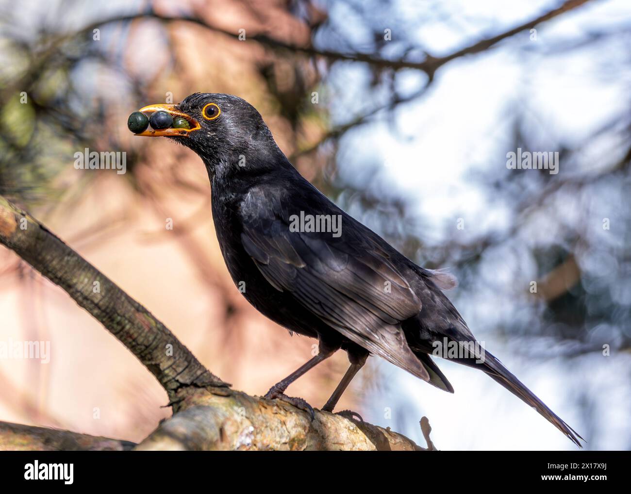 Male Blackbird with jet black plumage sings melodiously in a Kildare ...