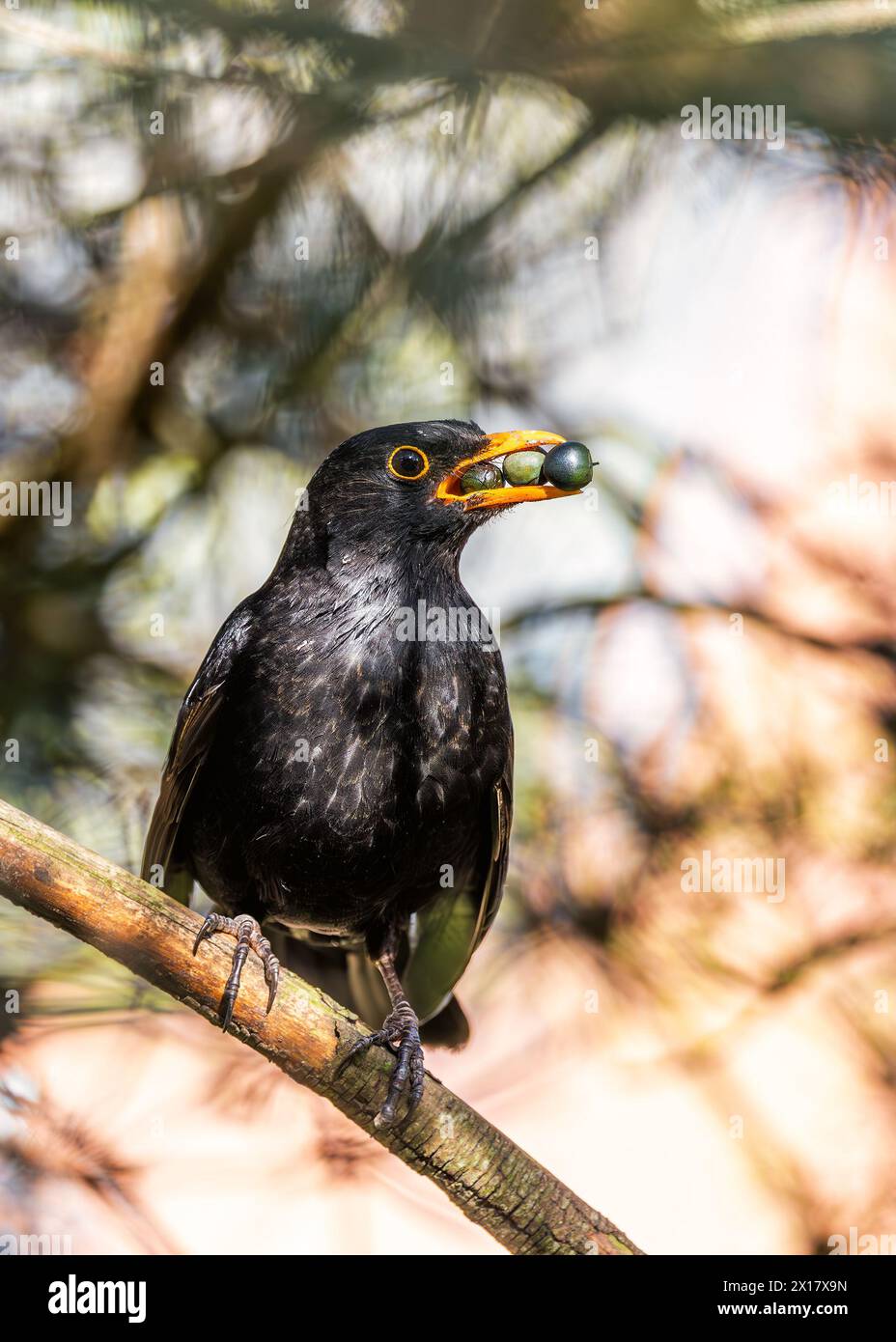 Male Blackbird with jet black plumage sings melodiously in a Kildare ...