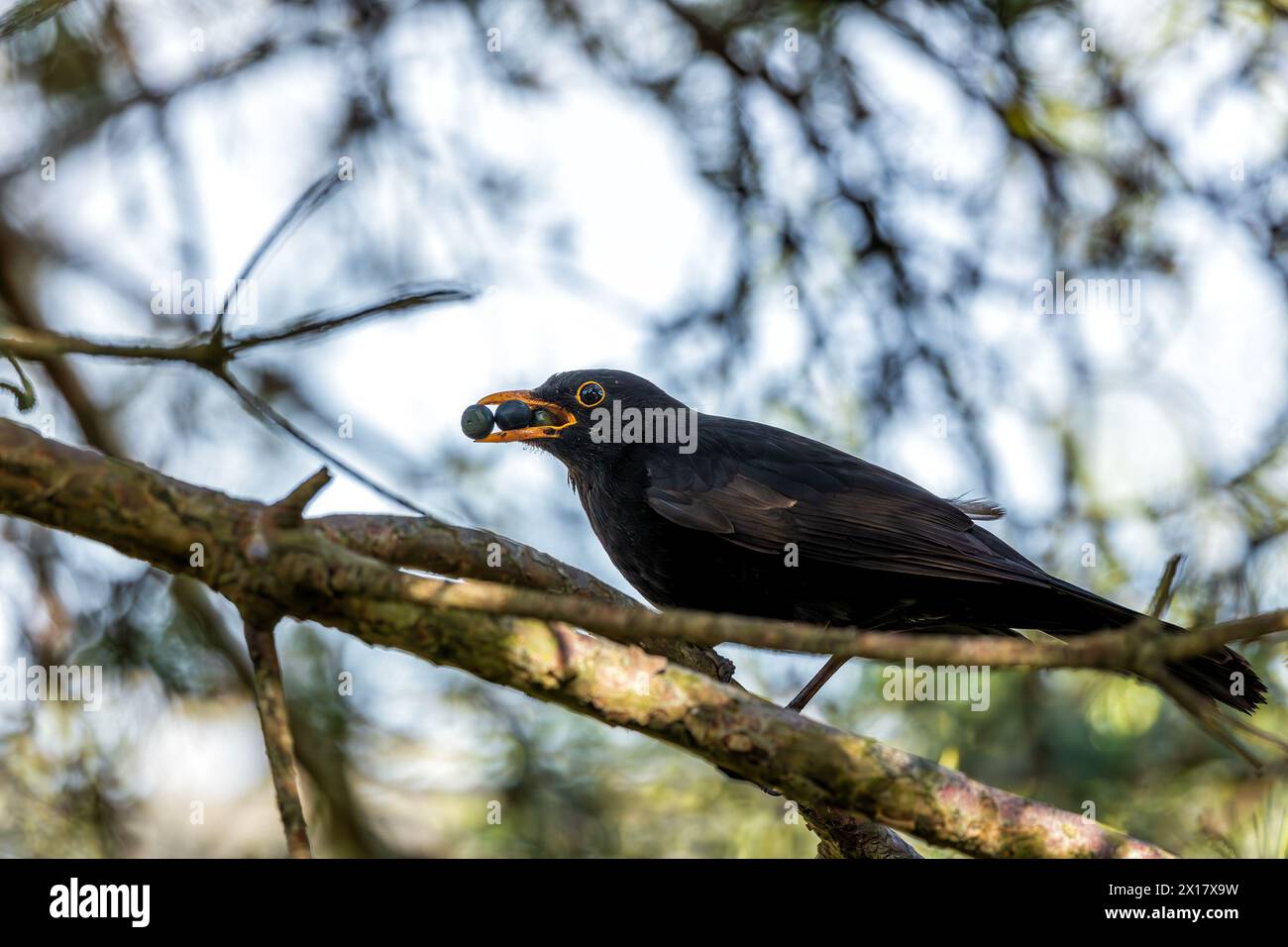 Male Blackbird with jet black plumage sings melodiously in a Kildare ...