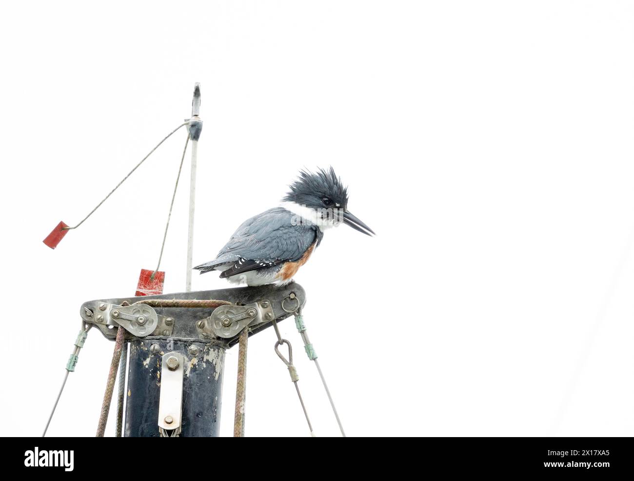 Belted kingfisher female on top of boat mast hi-res stock photography and images - Alamy